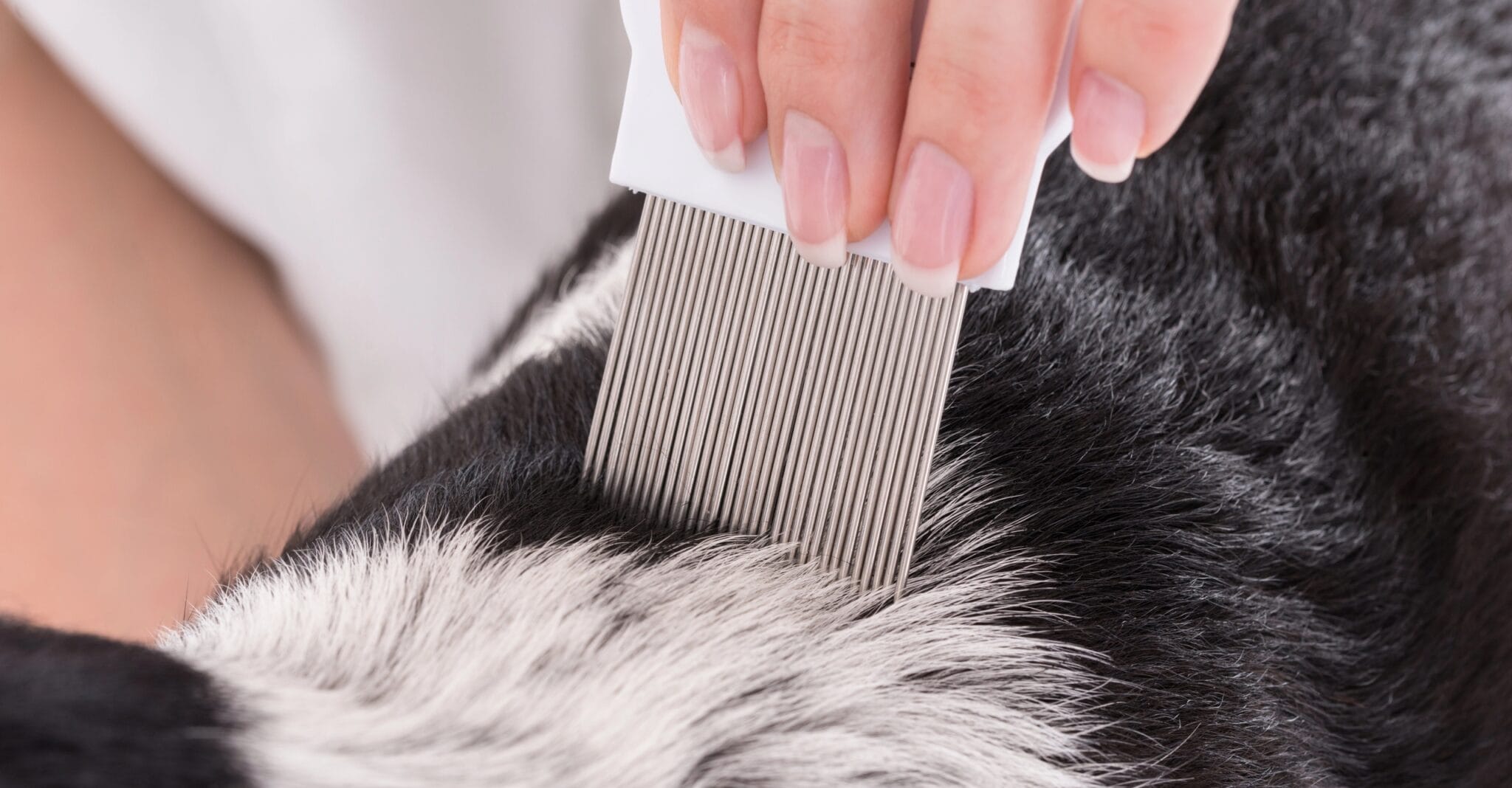 Cómo eliminar pulgas de forma natural en perros y gatos- 2026